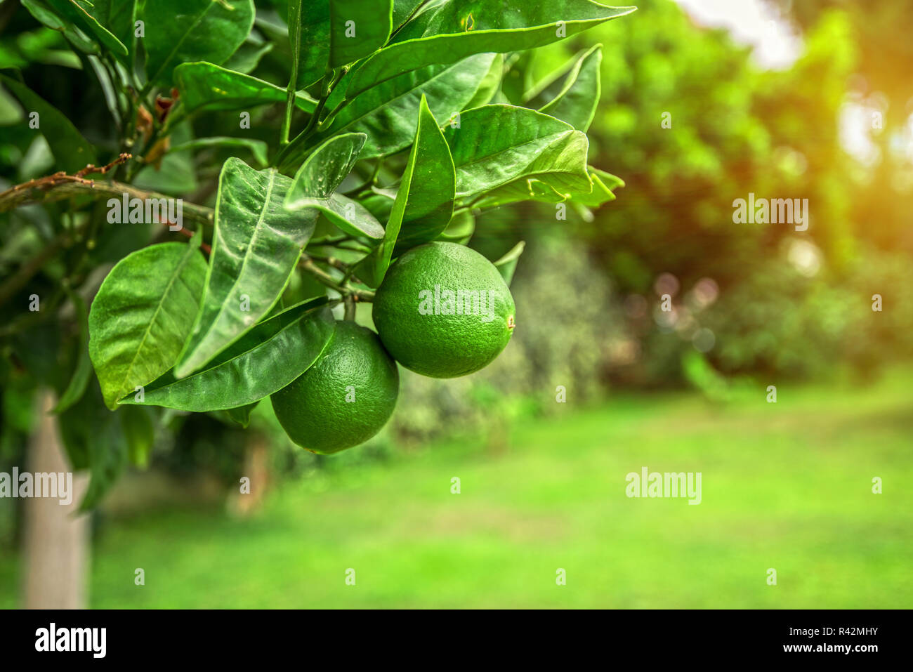 Florida Orange Tree Farm High Resolution Stock Photography and Images ...