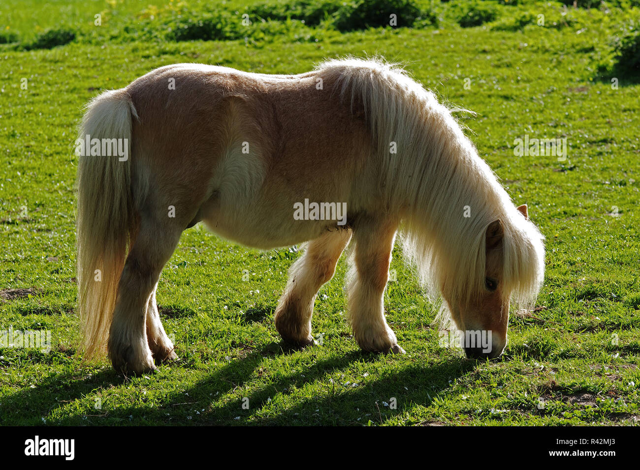 Fat pony hi-res stock photography and images - Alamy