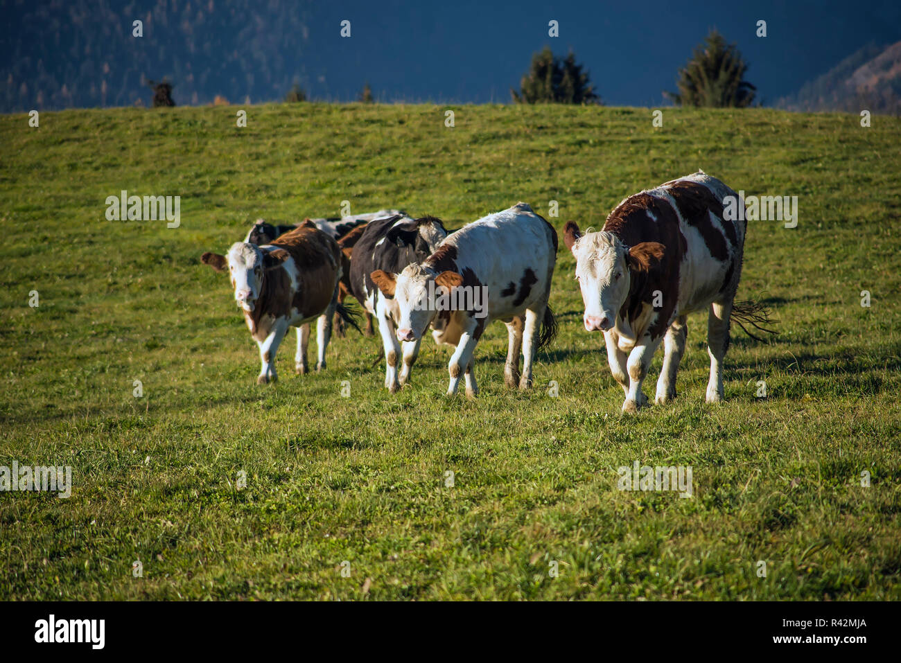 Pinzgau cattle hi-res stock photography and images - Alamy