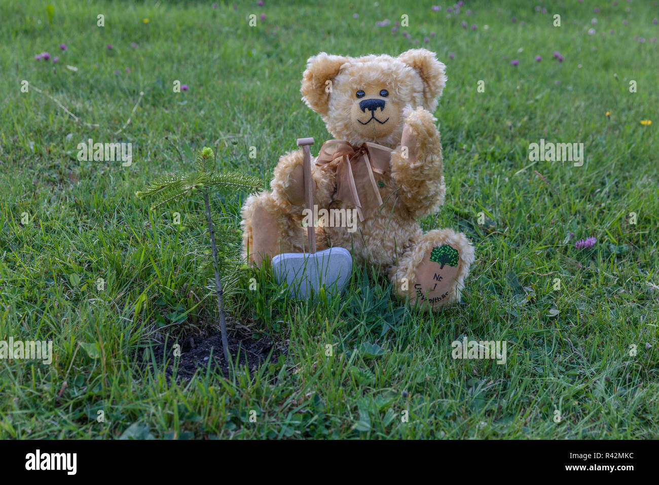 Tiny ear bear hi-res stock photography and images - Alamy