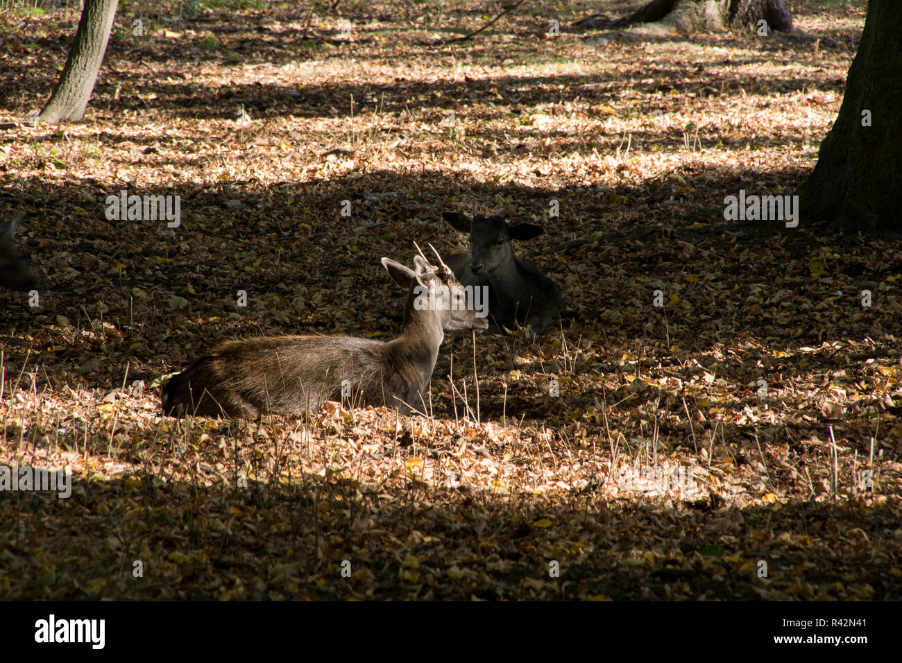 Deer hunting and america hi-res stock photography and images - Alamy