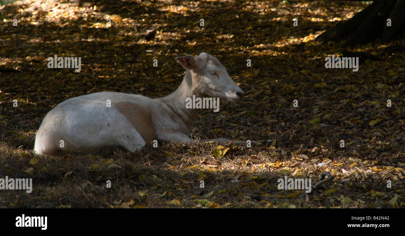 Deer hunting and america hi-res stock photography and images - Alamy