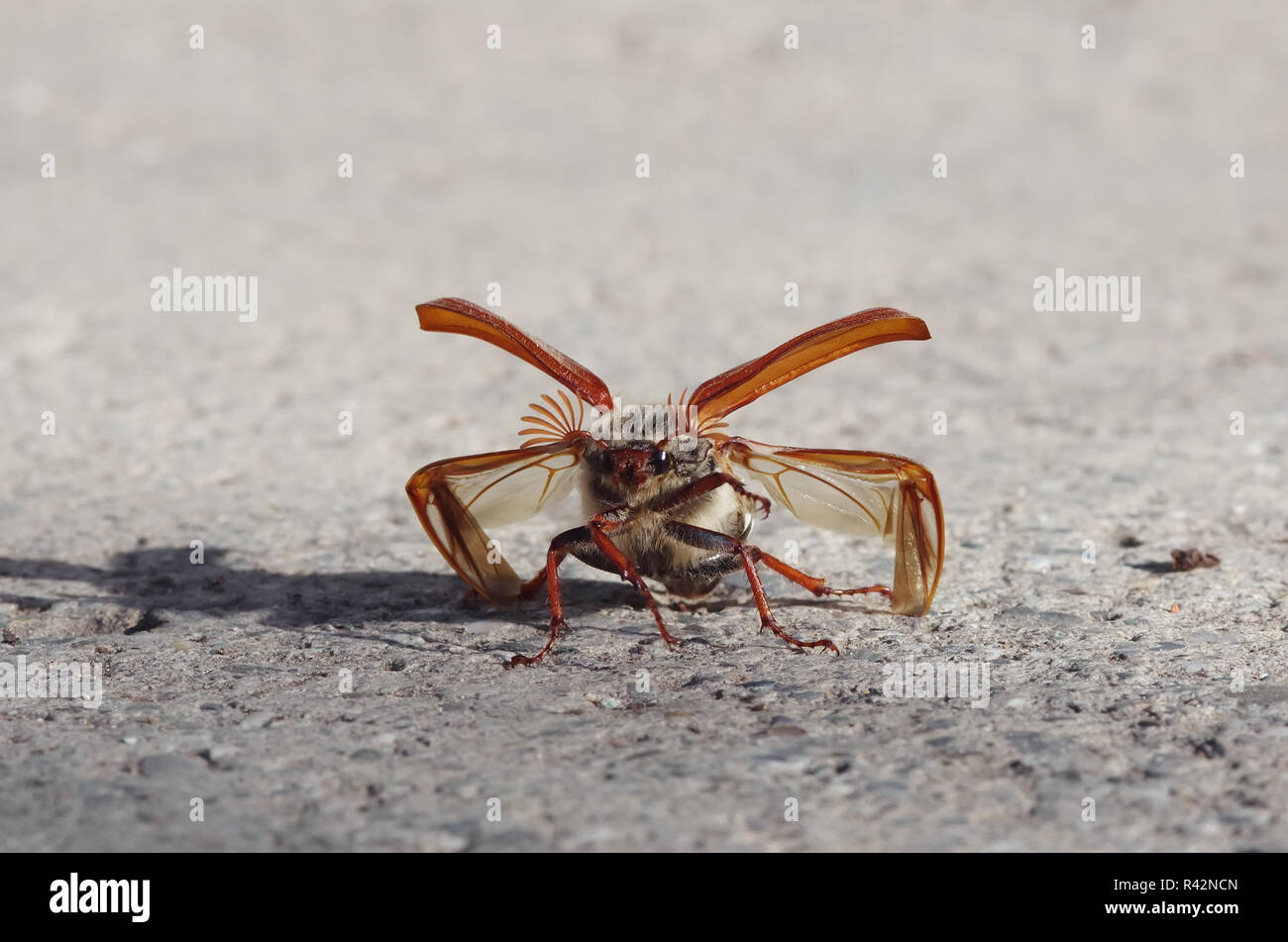 Beetle with spread wings hi-res stock photography and images - Alamy