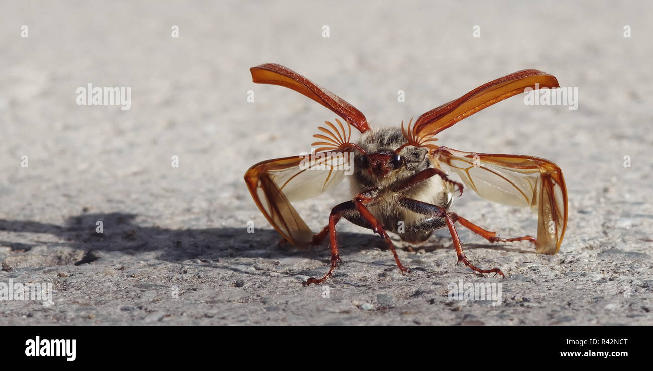 Beetle with spread wings hi-res stock photography and images - Alamy