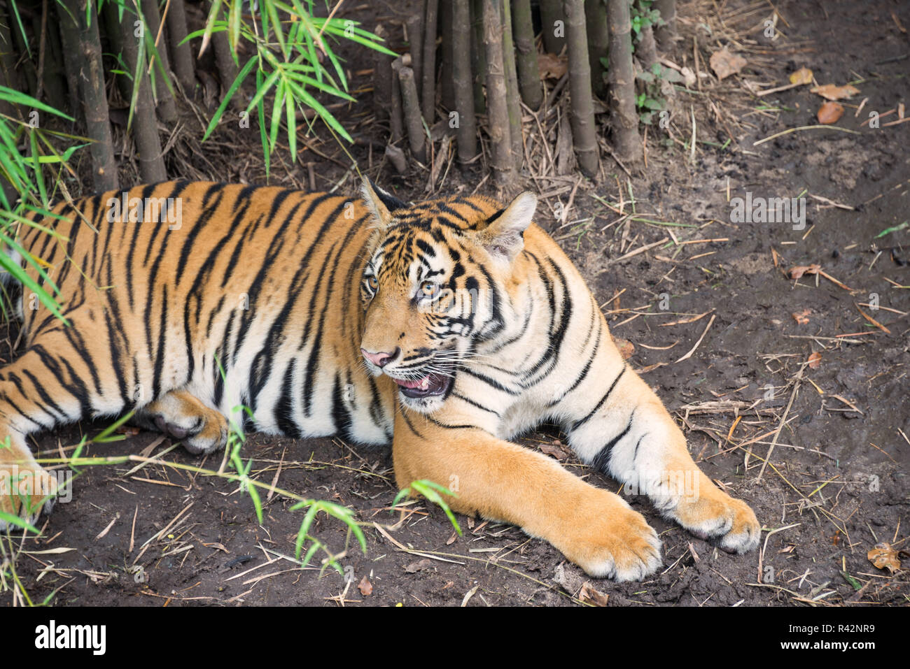 Tiger resting under tree hi-res stock photography and images - Alamy