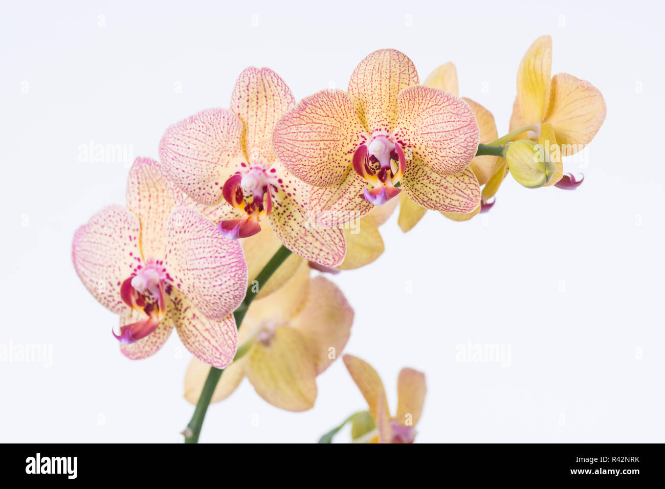Yellow Phalaenopsis orchids and bud Stock Photo - Alamy