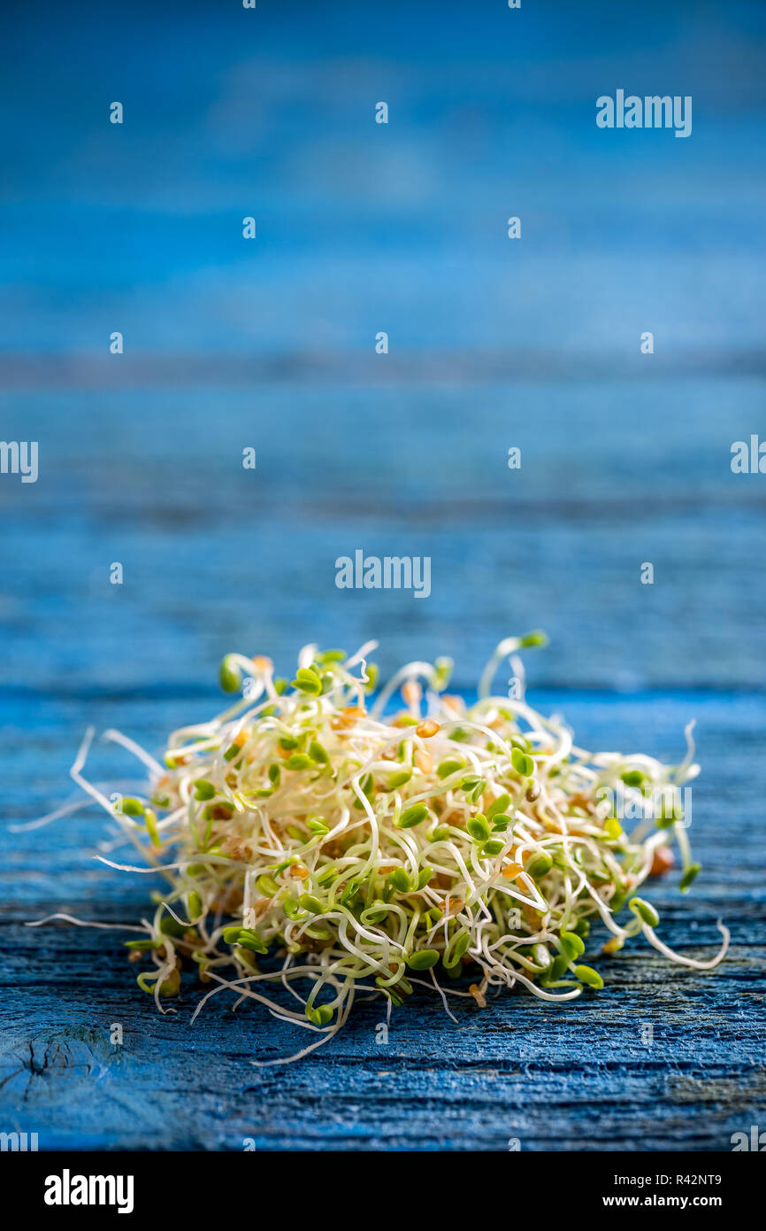 Sprouted red clover seeds Stock Photo - Alamy