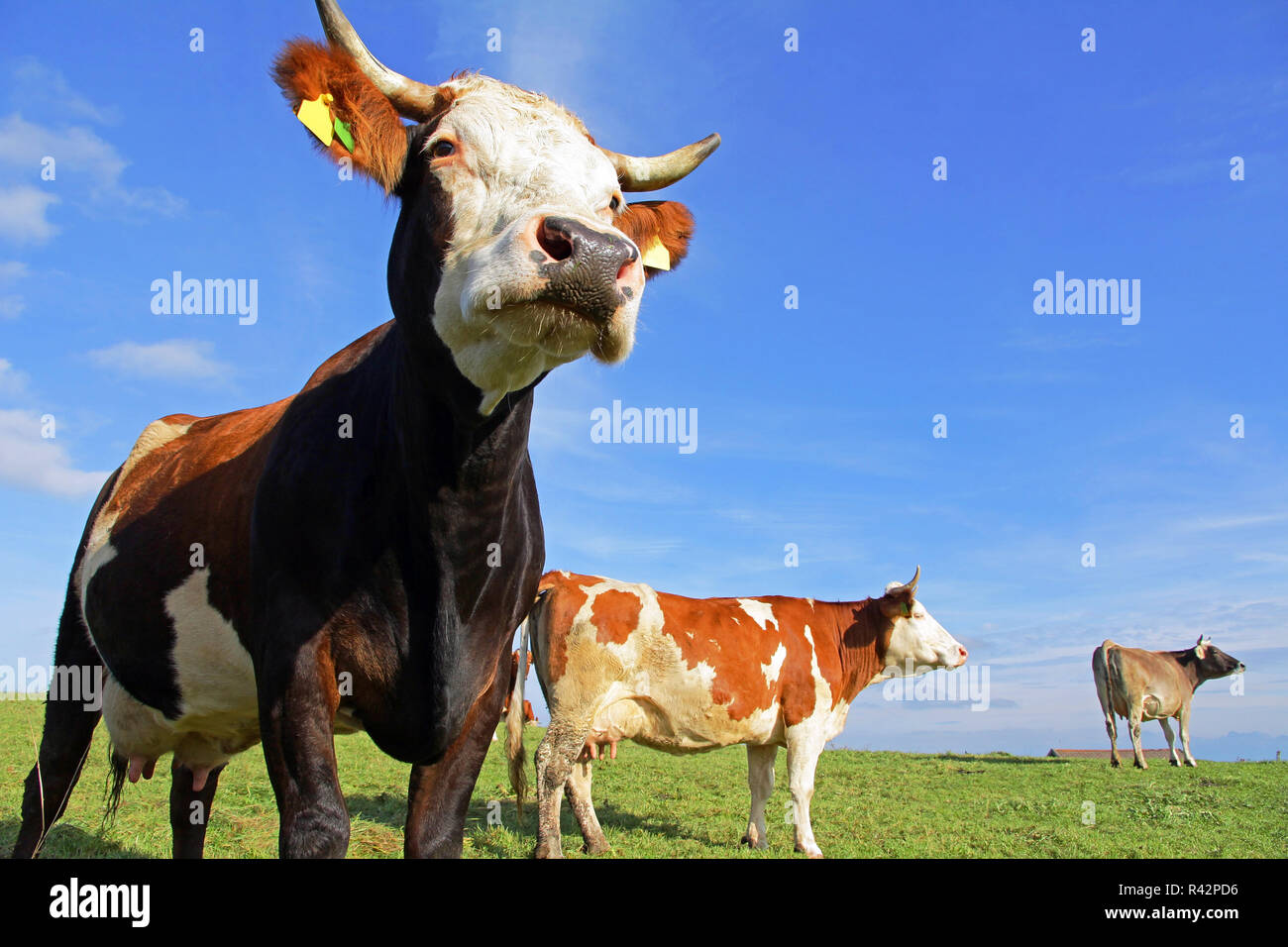 brown cattle and simmentaler cattle in the pasture Stock Photo - Alamy