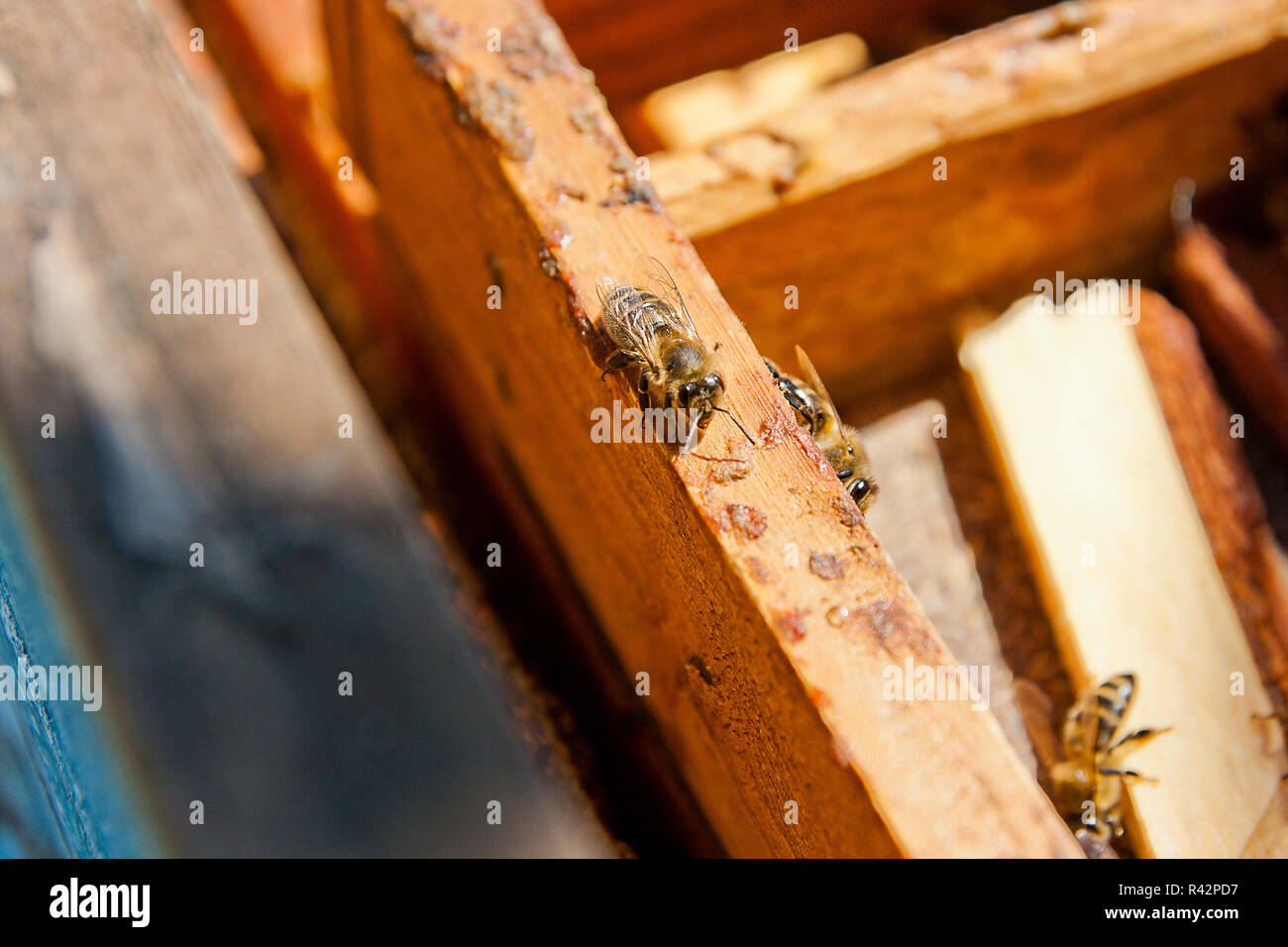 Busy bees, close up view of the working bees Stock Photo - Alamy