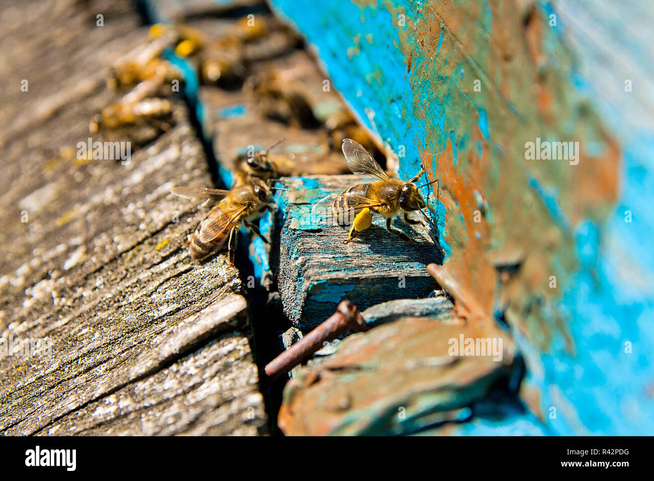 Busy bees, close up view of the working bees Stock Photo - Alamy