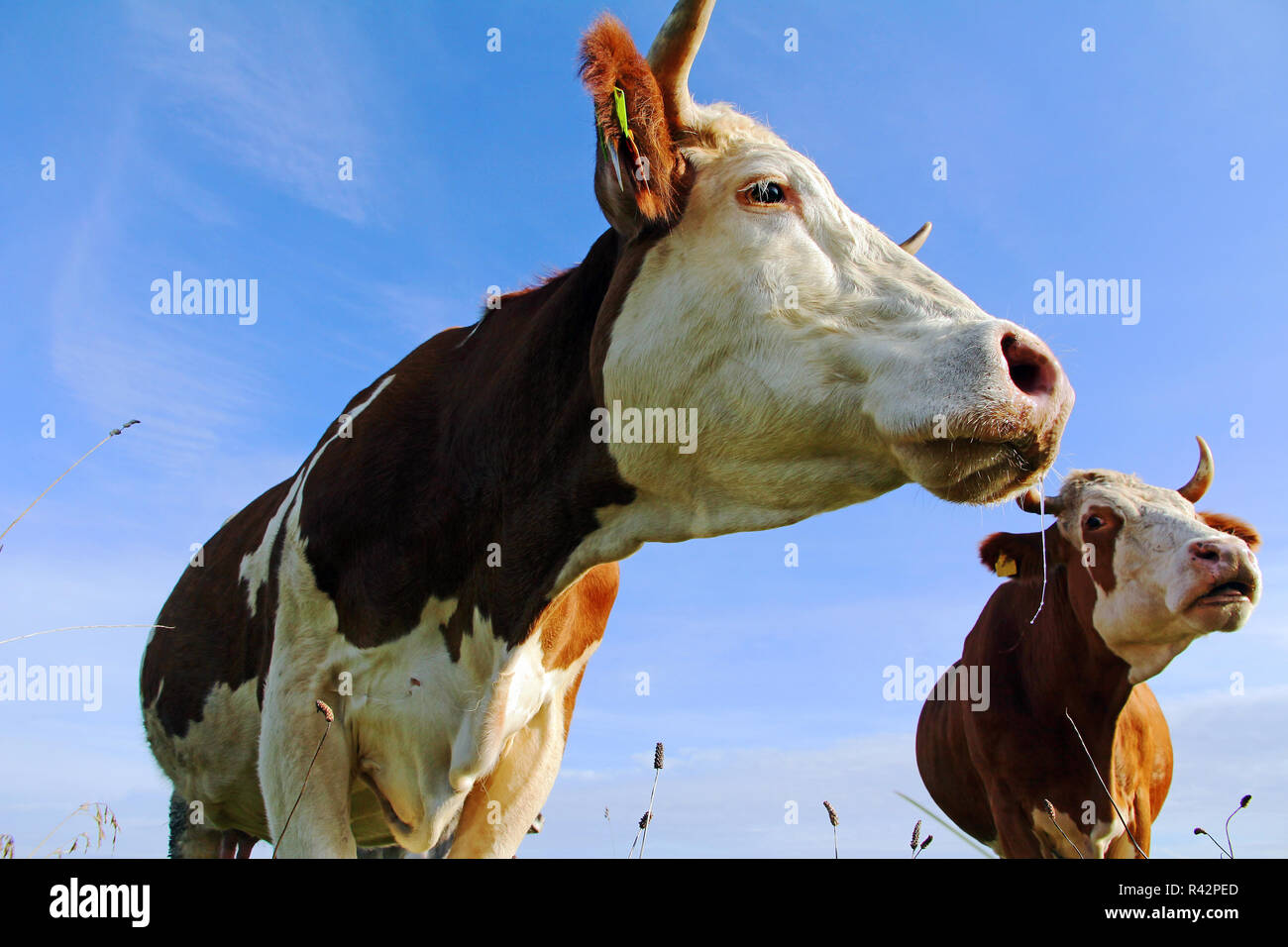 simmental cattle with horns in the pasture Stock Photo - Alamy
