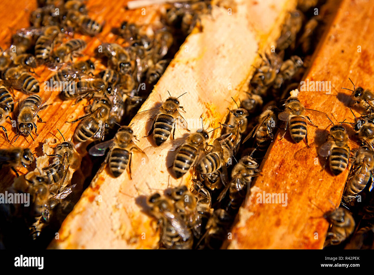 Busy bees, close up view of the working bees on honeycomb Stock Photo ...