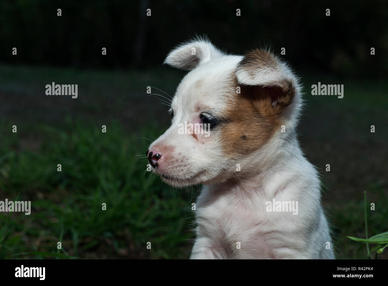 a little dog Stock Photo - Alamy