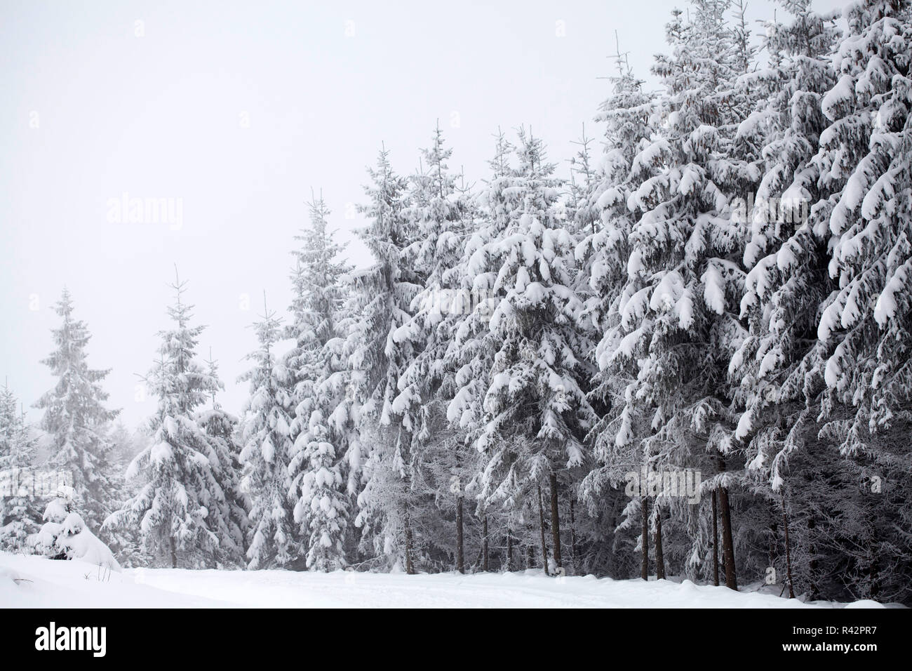Christmas background with snowy fir trees Stock Photo - Alamy