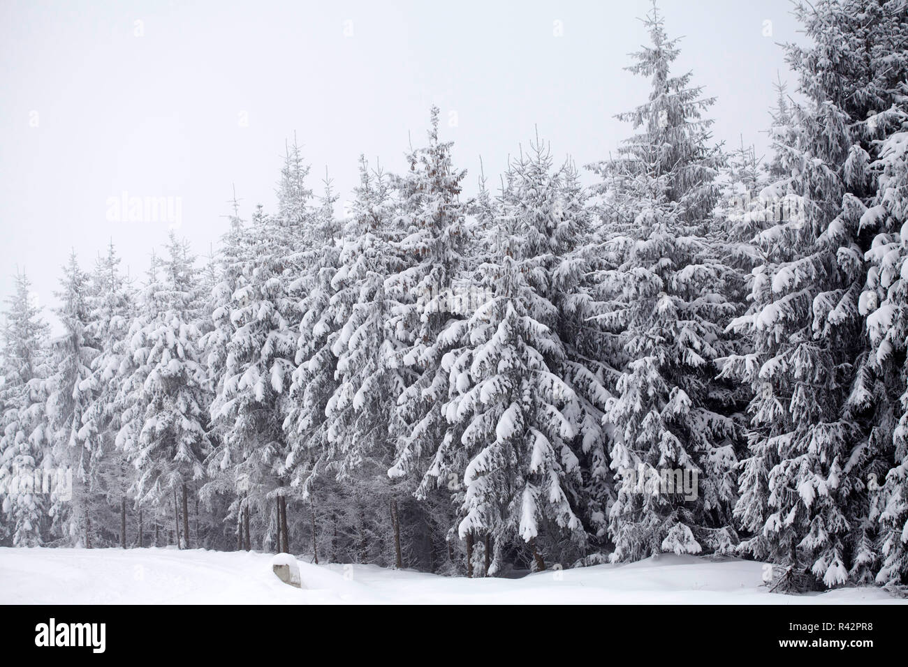 Christmas background with snowy fir trees Stock Photo - Alamy