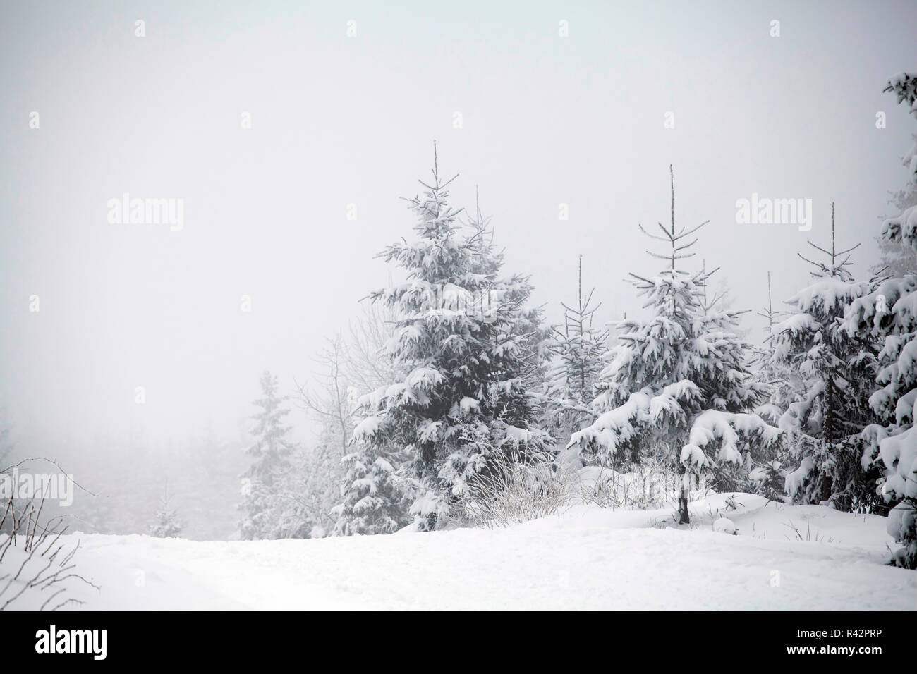 Christmas background with snowy fir trees Stock Photo - Alamy