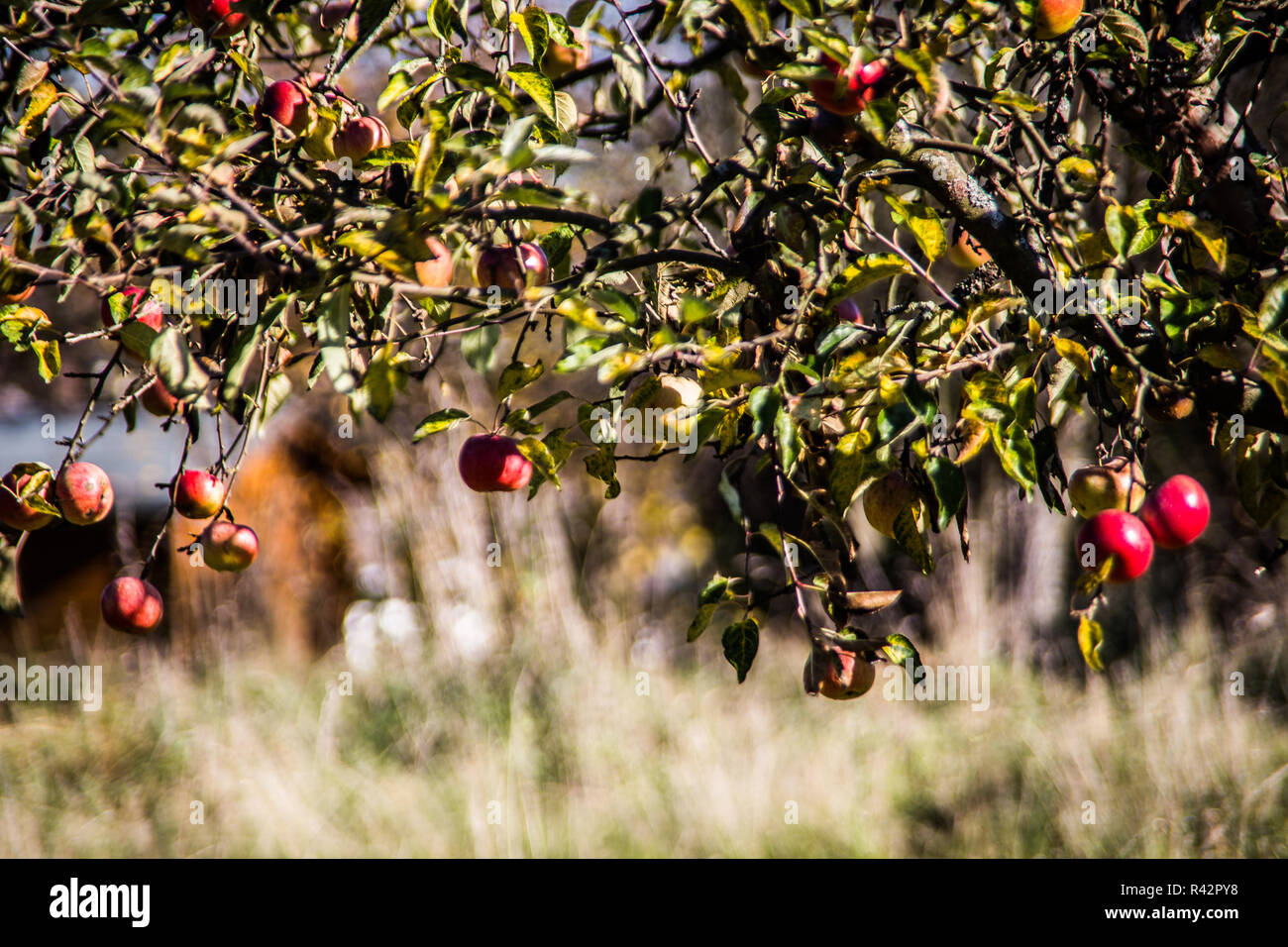 Tree agriculture farming progenies hi-res stock photography and images ...