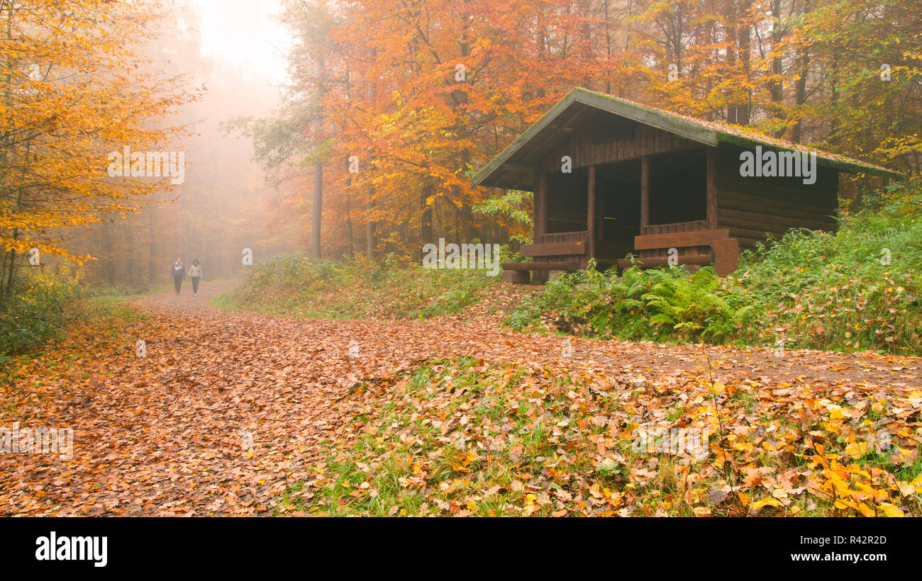 autumn walk in the woods Stock Photo - Alamy
