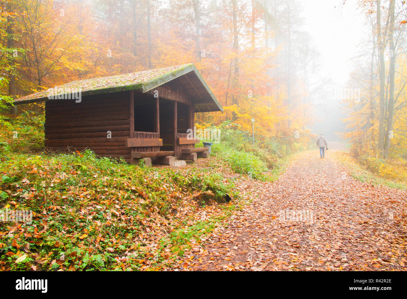 autumn walk in the woods Stock Photo - Alamy