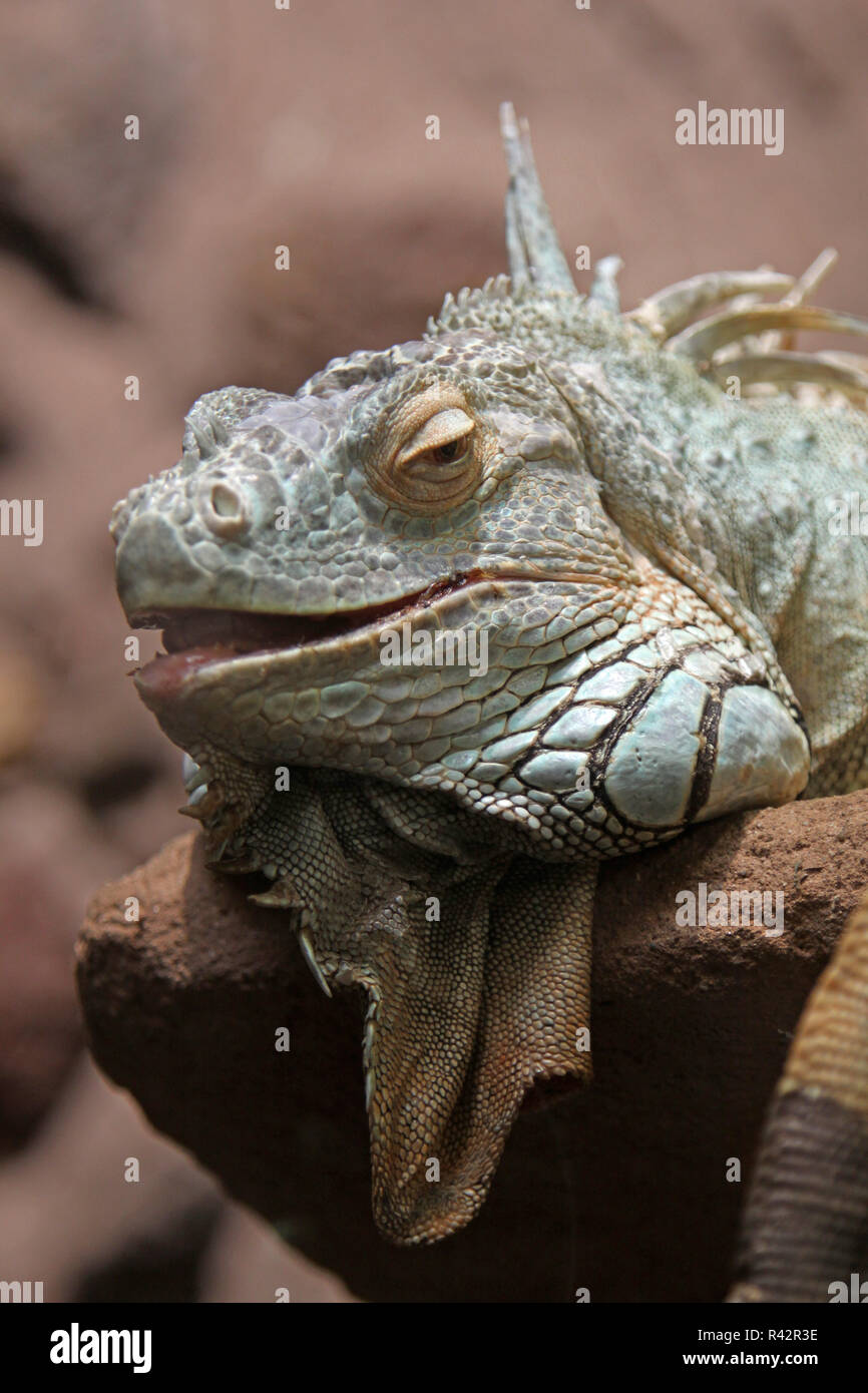 Leguane Stock Photos & Leguane Stock Images - Alamy