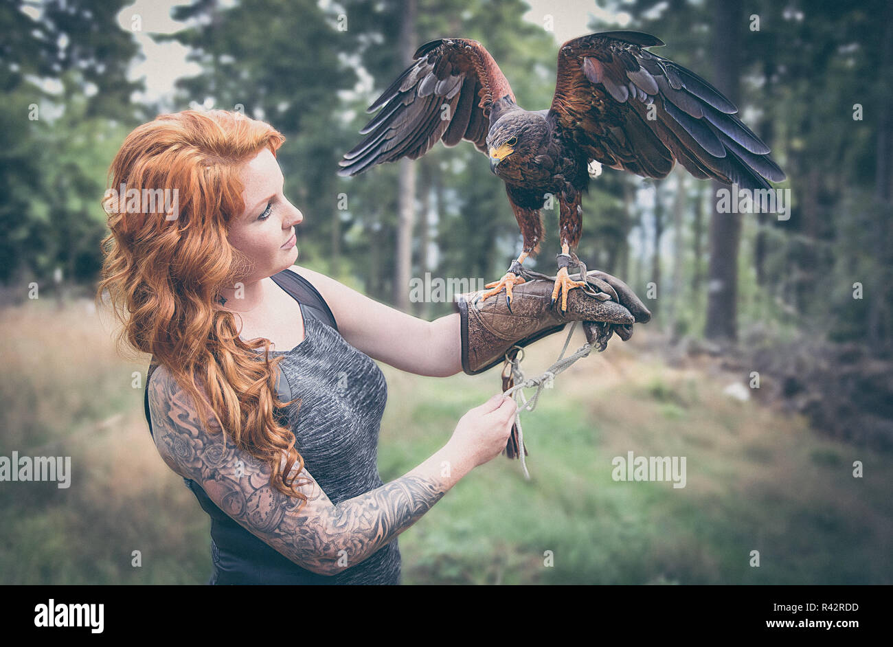 Lady hawk hi-res stock photography and images - Alamy