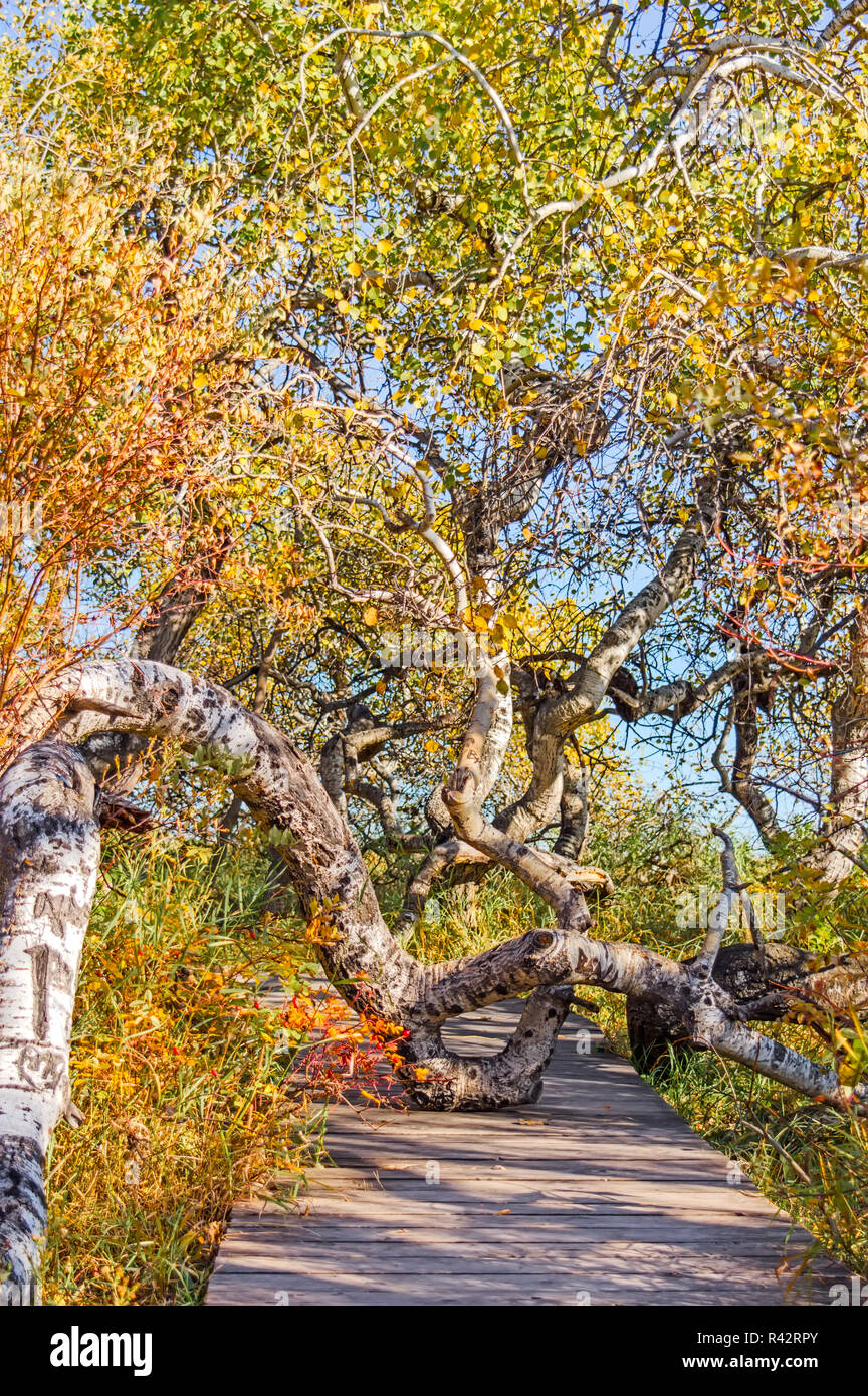 Path Through Crooked Birch Trees Stock Photo - Alamy