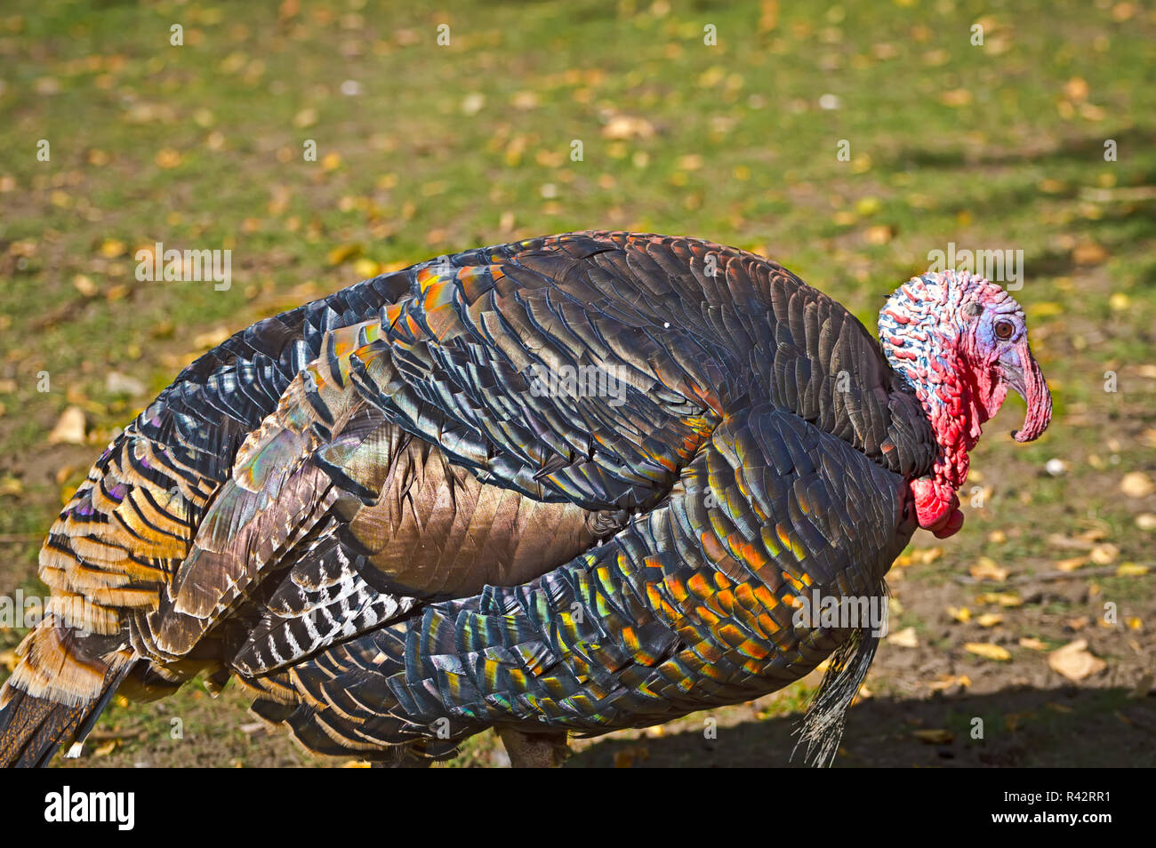 Female turkey with beard hi-res stock photography and images - Alamy