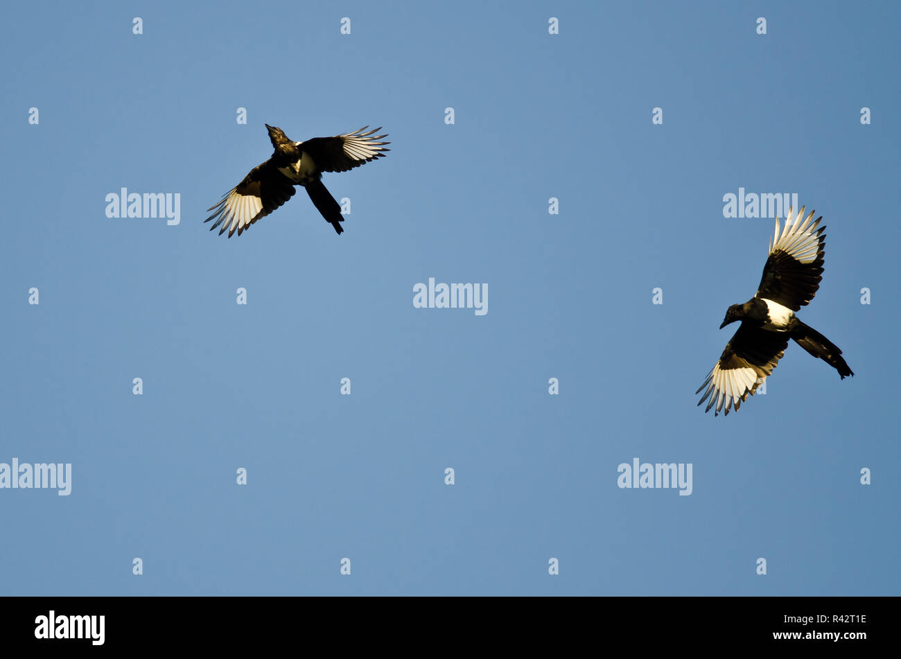 Black billed magpies hi-res stock photography and images - Alamy