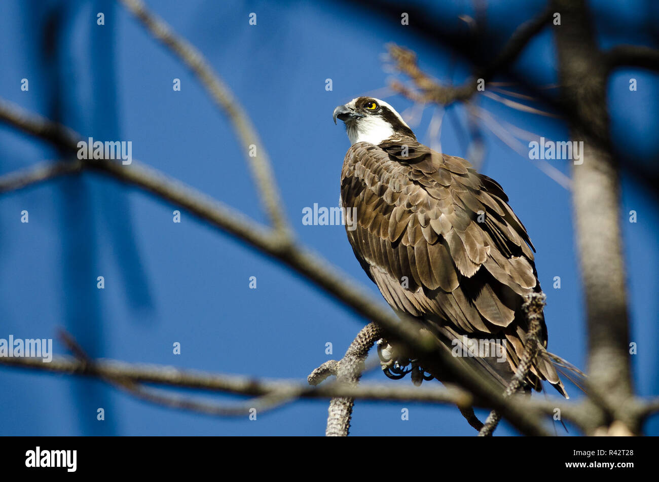 Osprey tree limb hi-res stock photography and images - Alamy