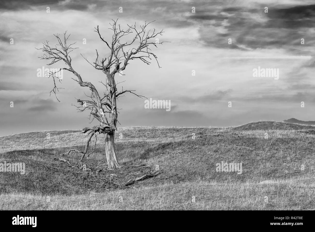 the last tree Stock Photo - Alamy
