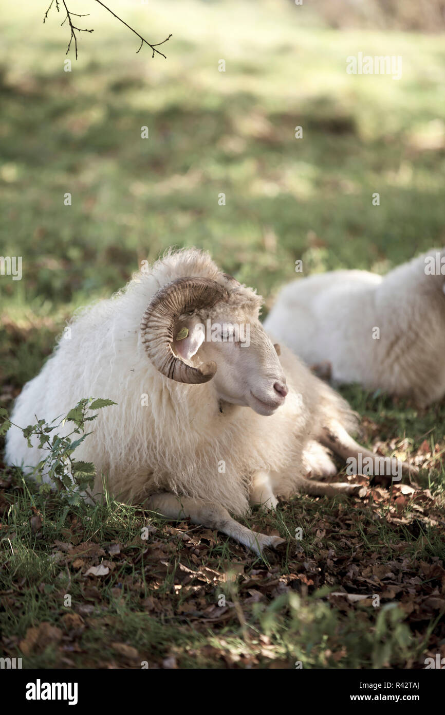 Buck fall hi-res stock photography and images - Alamy