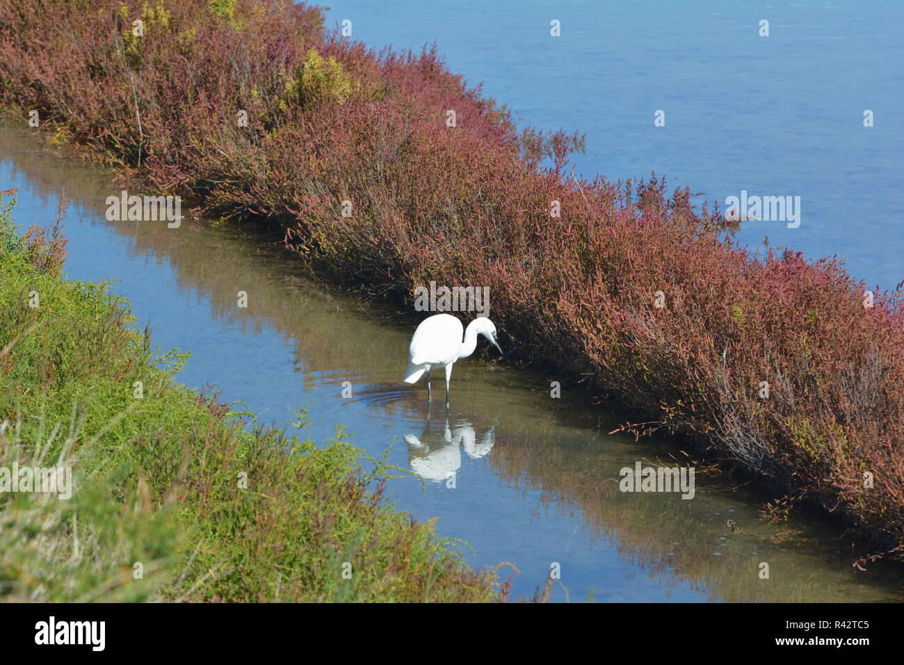 snow serpent in the salt marshes Stock Photo - Alamy