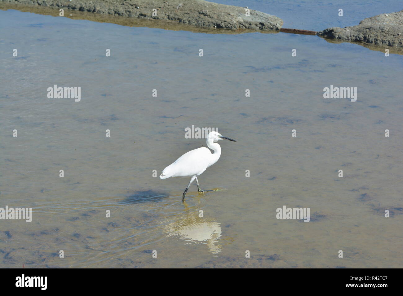 snow serpent in the salt marshes Stock Photo - Alamy