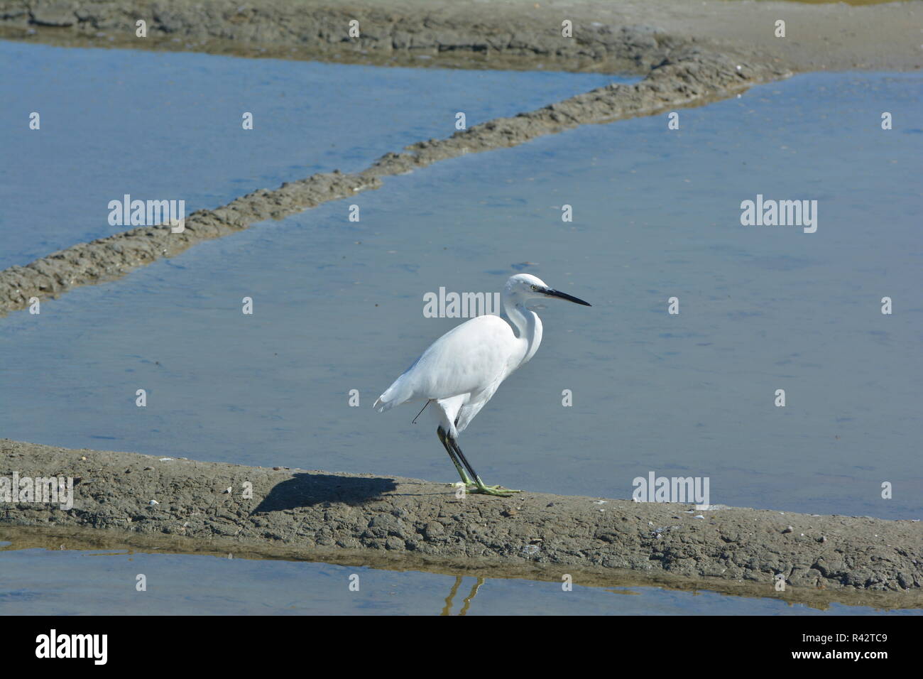 snow serpent in the salt marshes Stock Photo - Alamy