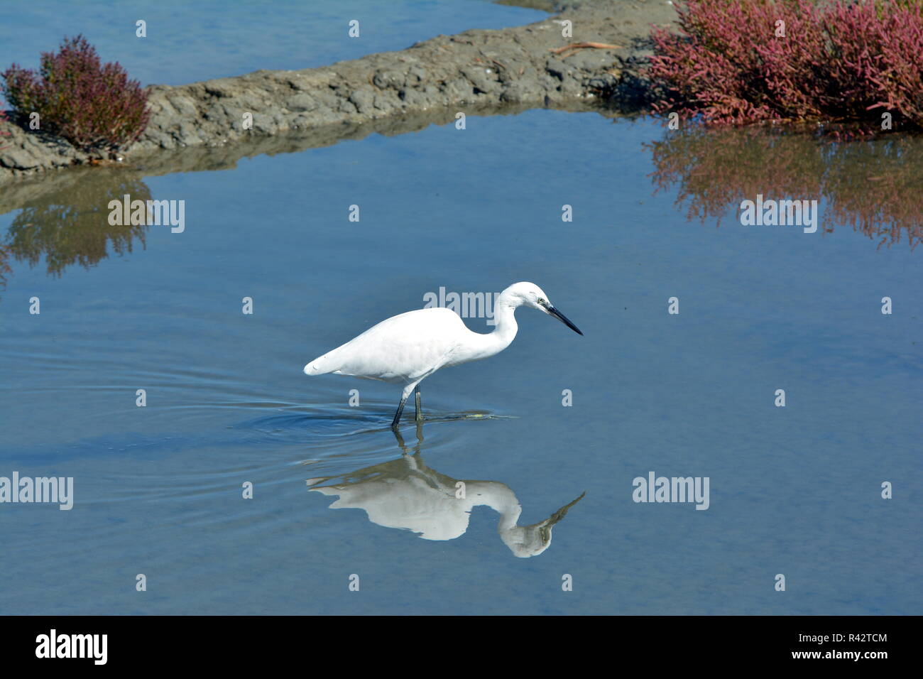 snow serpent in the salt marshes Stock Photo - Alamy
