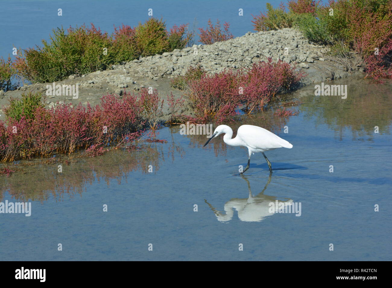 snow serpent in the salt marshes Stock Photo - Alamy