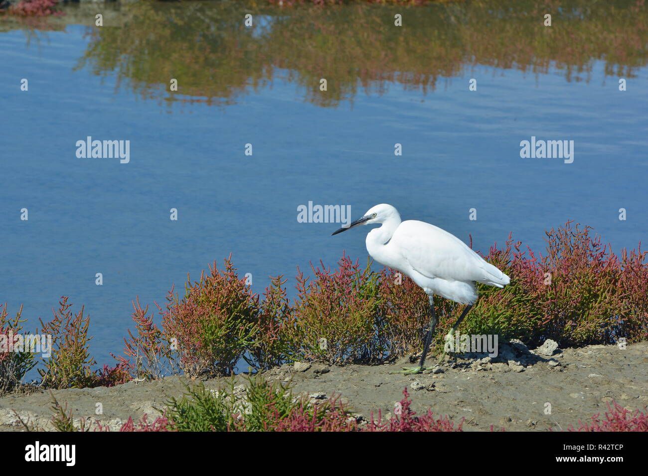 snow serpent in the salt marshes Stock Photo - Alamy