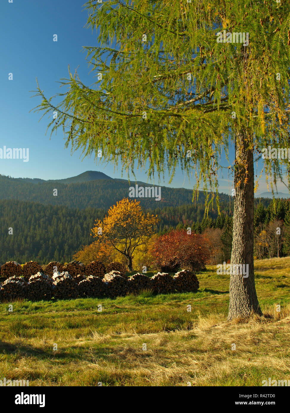 Lamer tree hi-res stock photography and images - Alamy