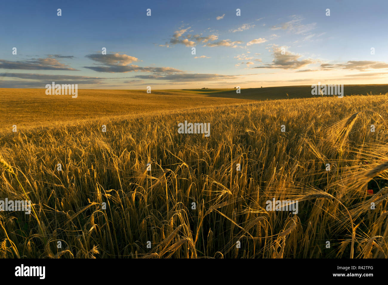 Wheat field at the sunrise Stock Photo - Alamy