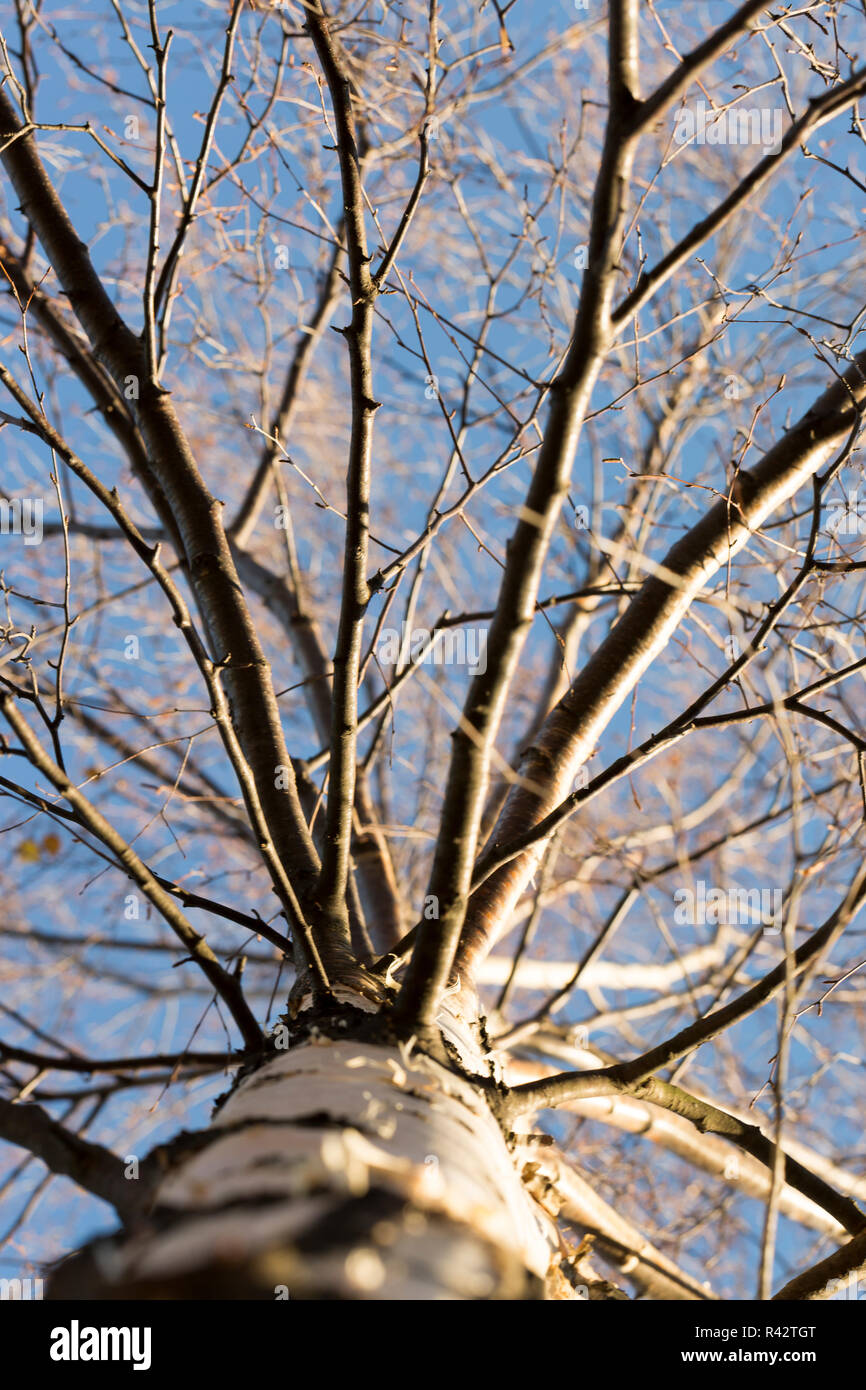 Inside branches hi-res stock photography and images - Alamy
