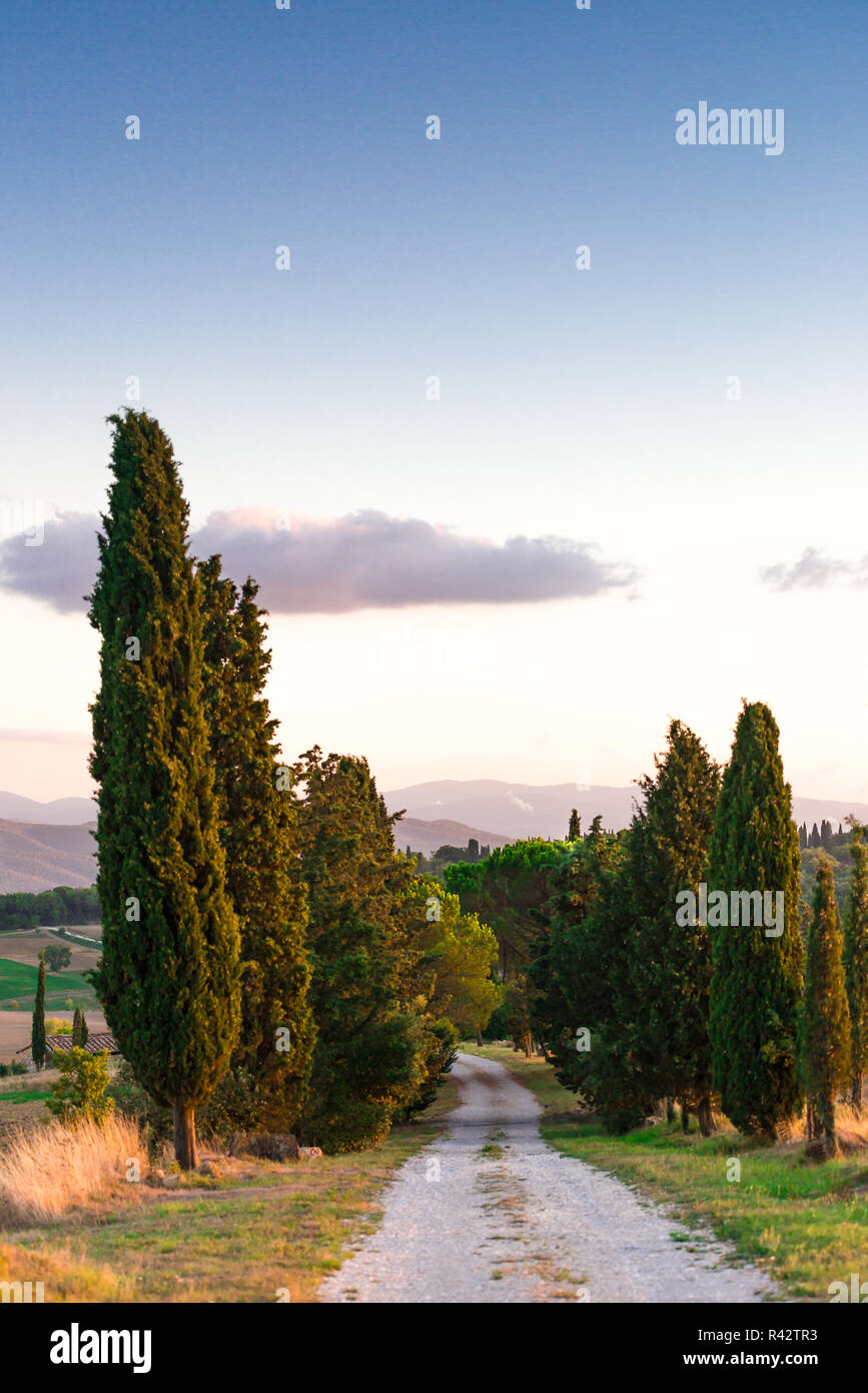 Monterey cypresses tree hi-res stock photography and images - Alamy