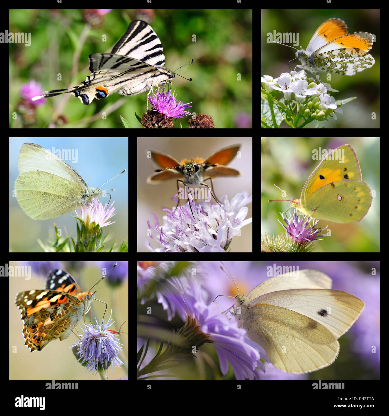Photos of butterflies feeding hi-res stock photography and images - Alamy