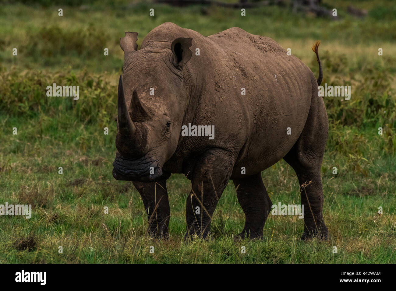 Angry rhino hi-res stock photography and images - Alamy