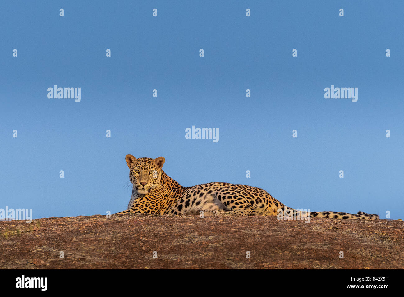 This image of Leopard is taken at Jawai , Rajasthan in India Stock ...