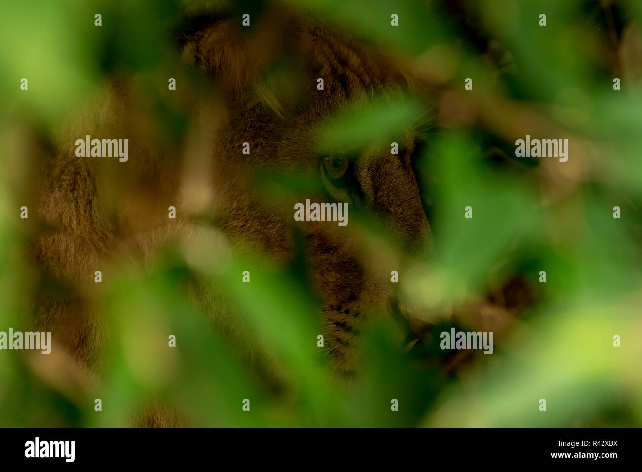 Inside the bushes hi-res stock photography and images - Alamy