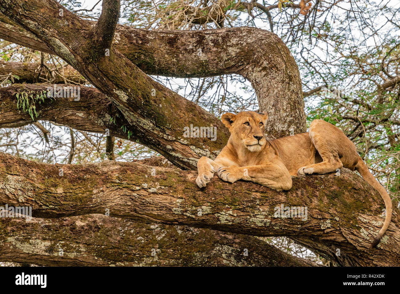 Lion sleeping tree hi-res stock photography and images - Alamy