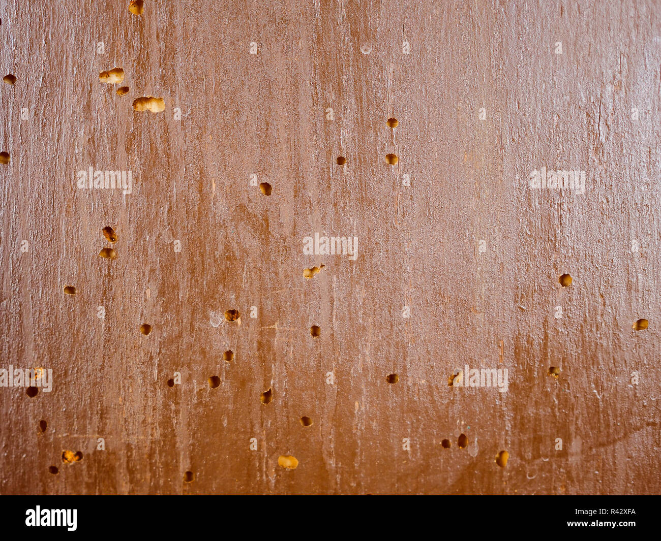 Common furniture beetle hi-res stock photography and images - Alamy