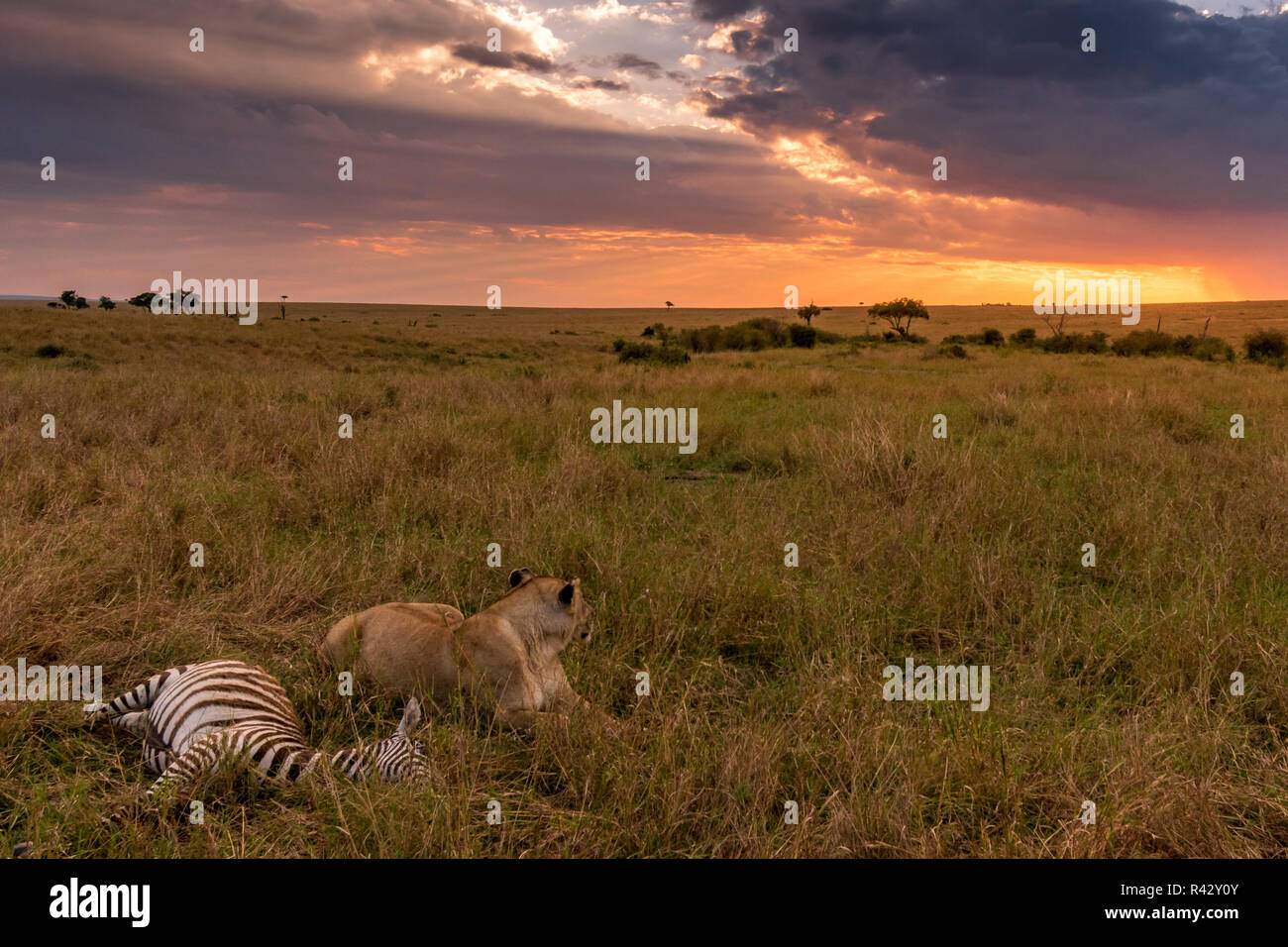 Zebra kill hi-res stock photography and images - Alamy