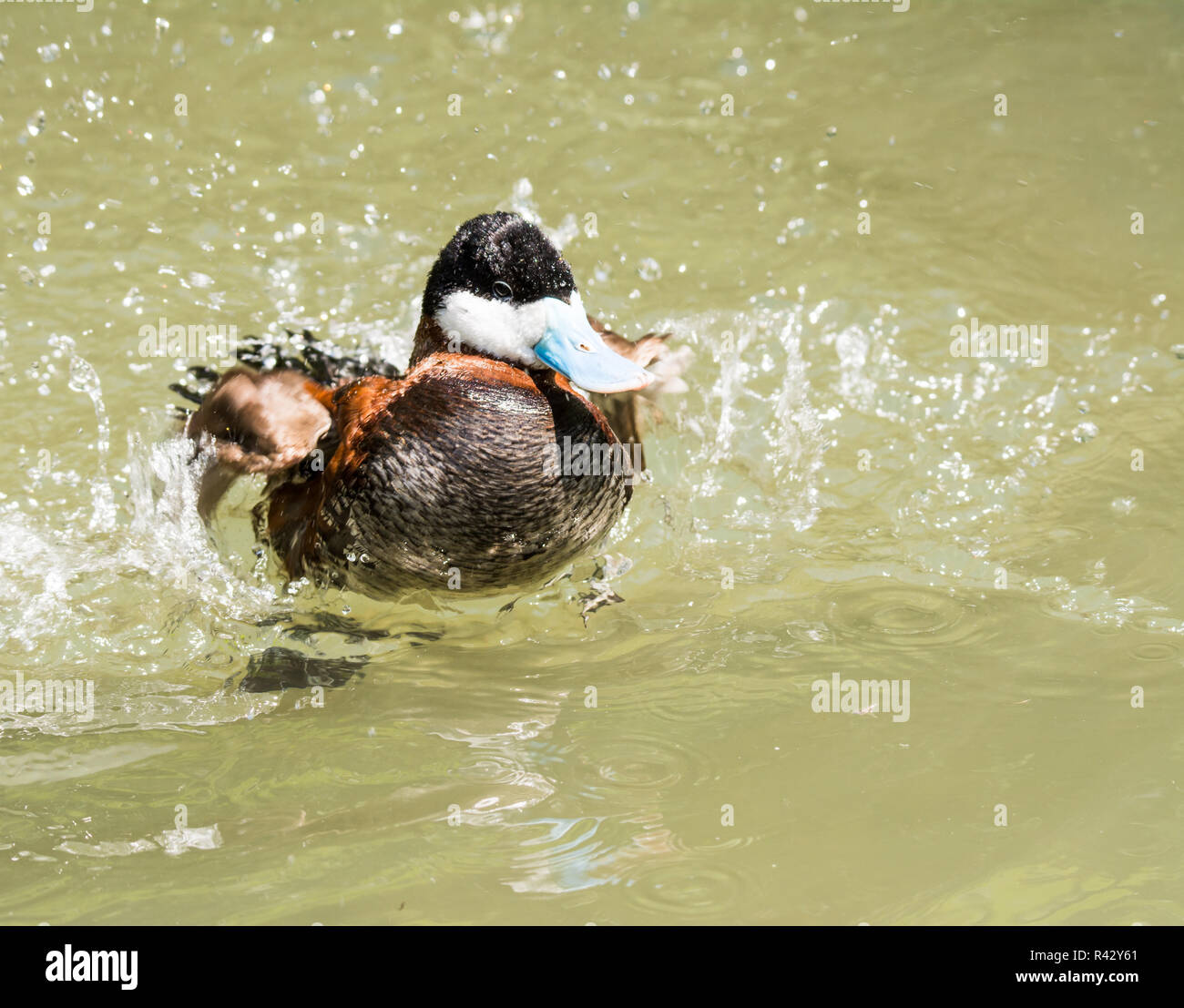 Duck splash animal hi-res stock photography and images - Alamy