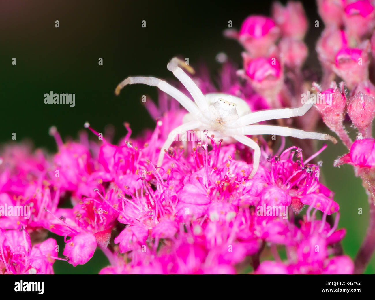 White tiny crab spider hi-res stock photography and images - Alamy